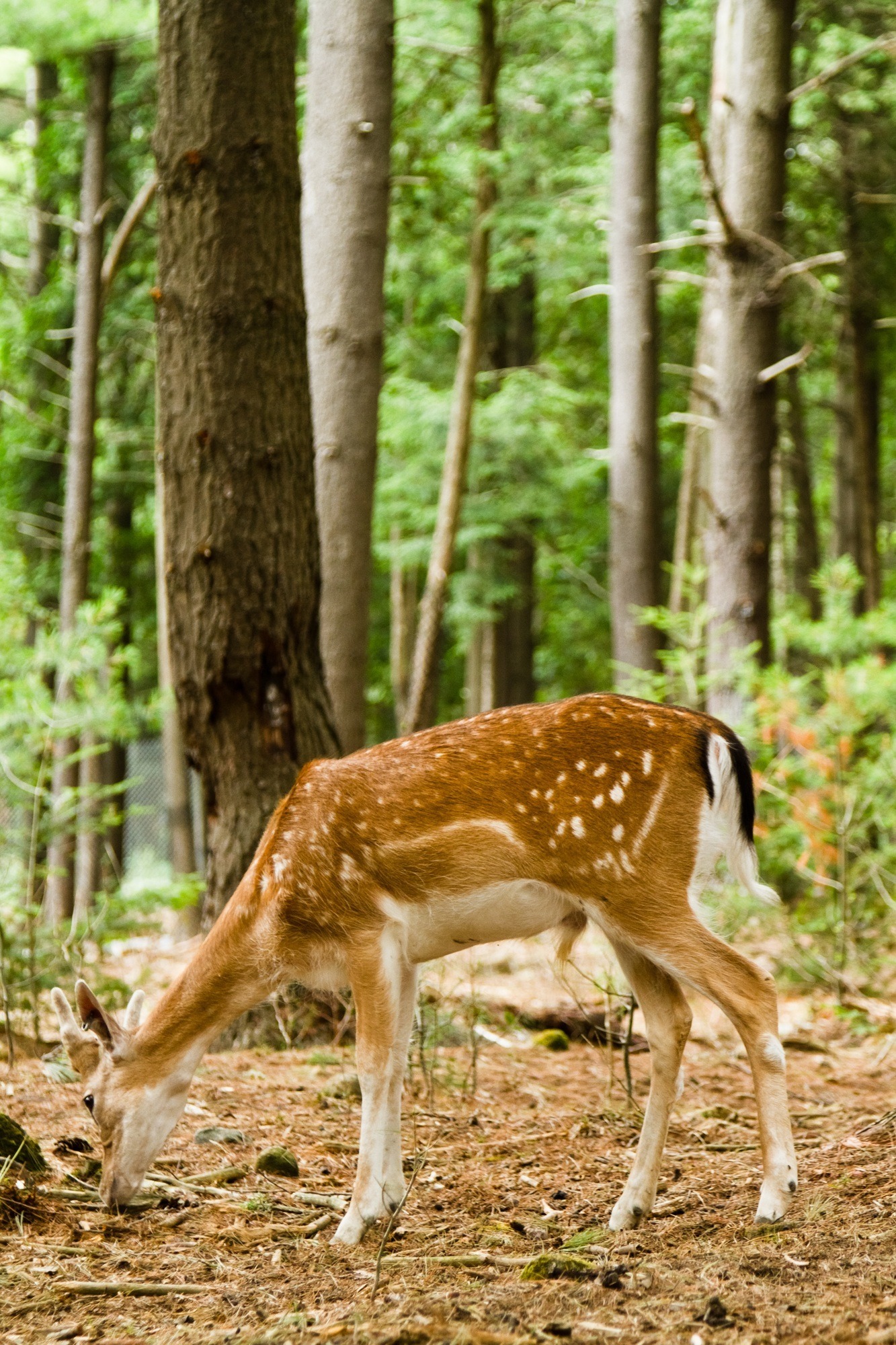 Fallow Deer Hunts in West Virginia | Gopher Ridge Farms